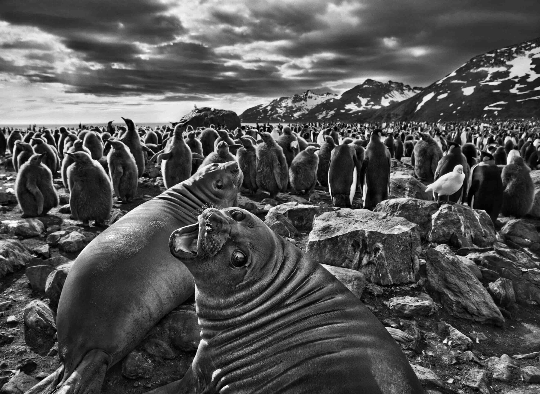 Sebastião Salgado Prints For Sale | SOL . LDN