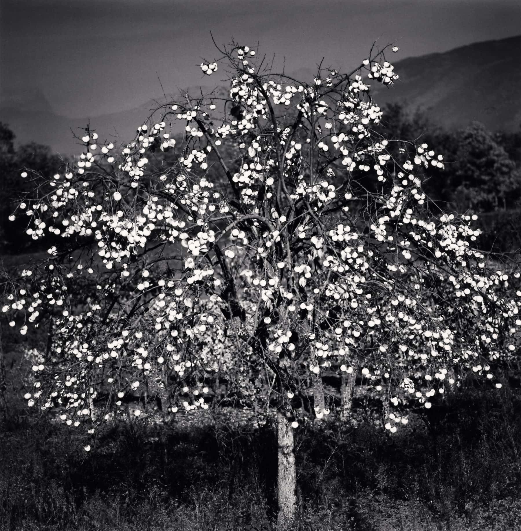 Passing Time: Seven Years of Michael Kenna's Kussharo Lake Tree | Journals | SOL . LDN