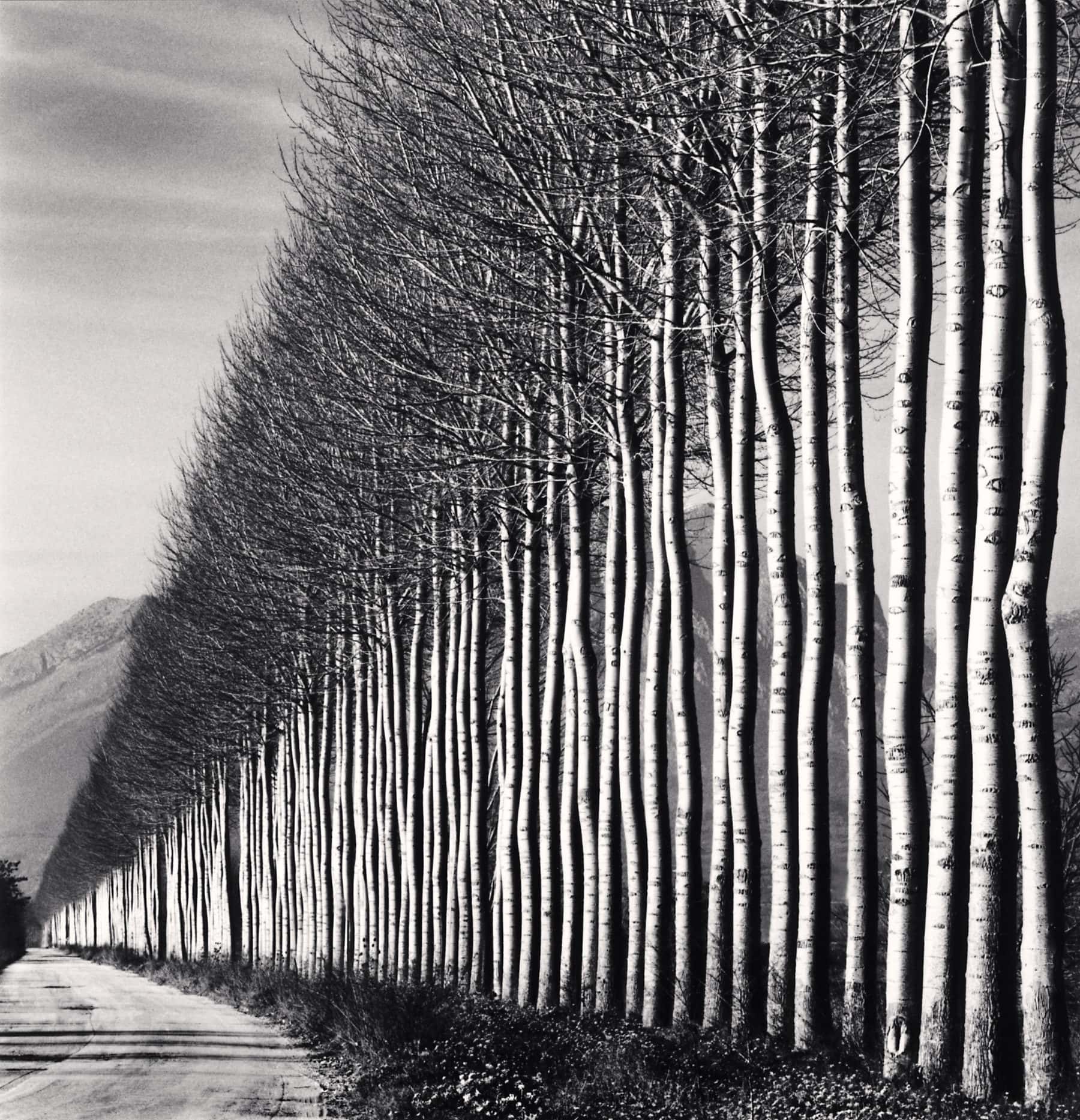 Passing Time: Seven Years of Michael Kenna's Kussharo Lake Tree | Journals | SOL . LDN