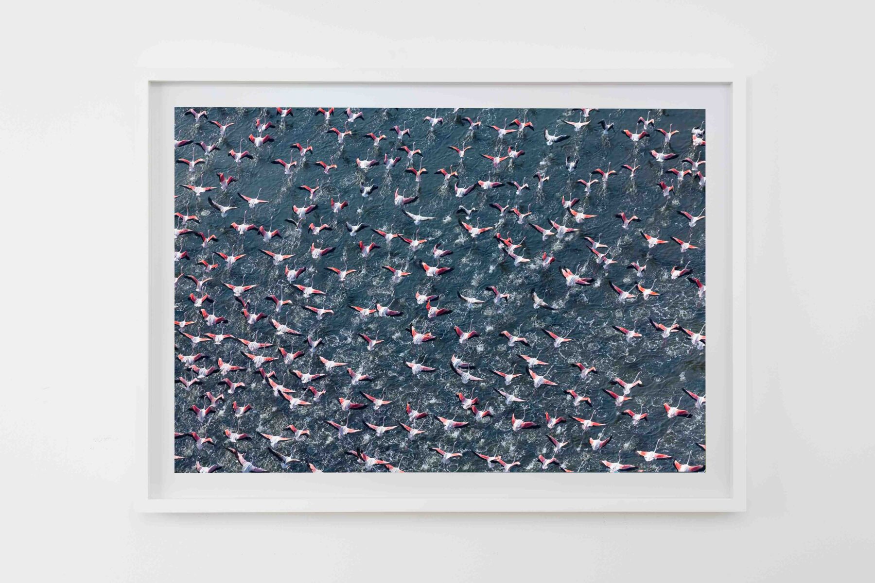 Alex MacLean: Flamingos Taking Flight, Rosolina, Italy | SOL . LDN