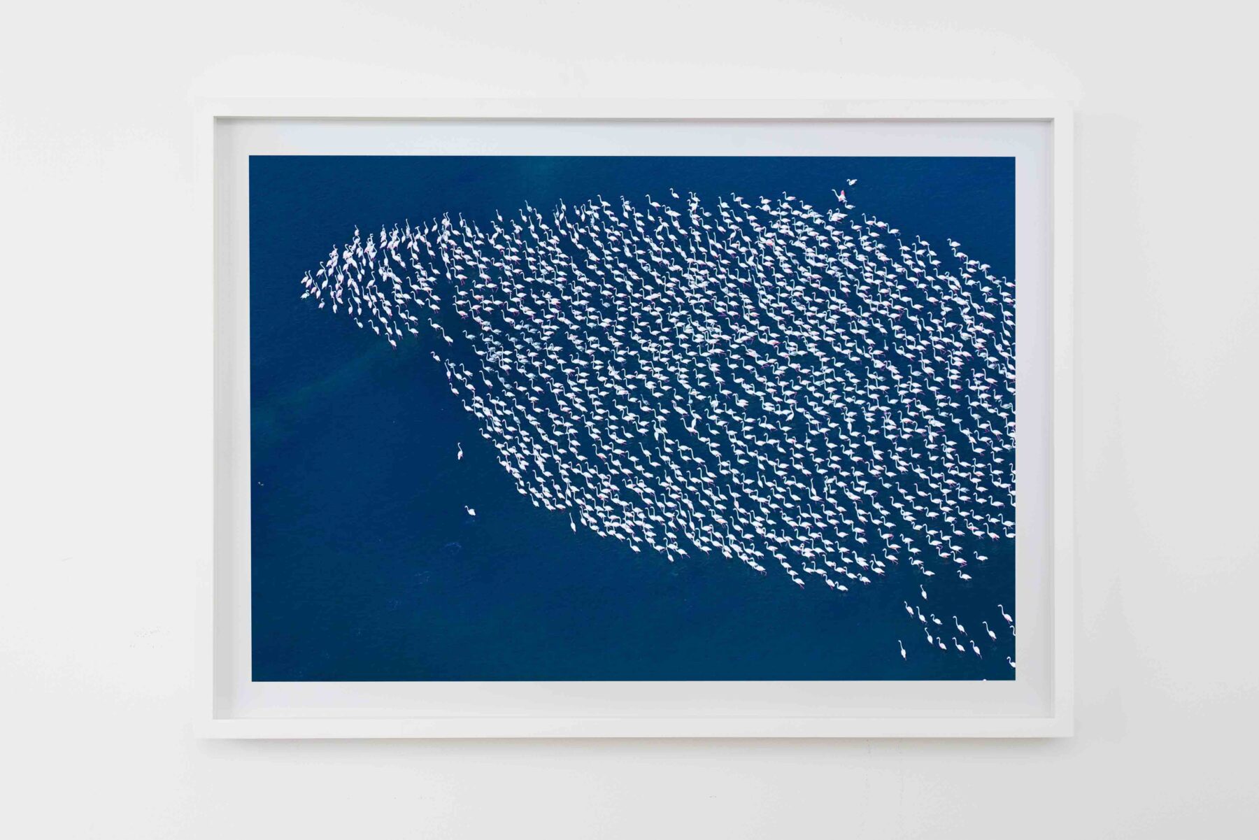 Alex MacLean: Flamingos at Rest, Rosolina, Italy | SOL . LDN