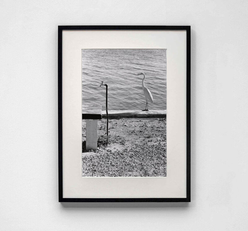 Elliott Erwitt: Florida Keys, 1968 | SOL . LDN
