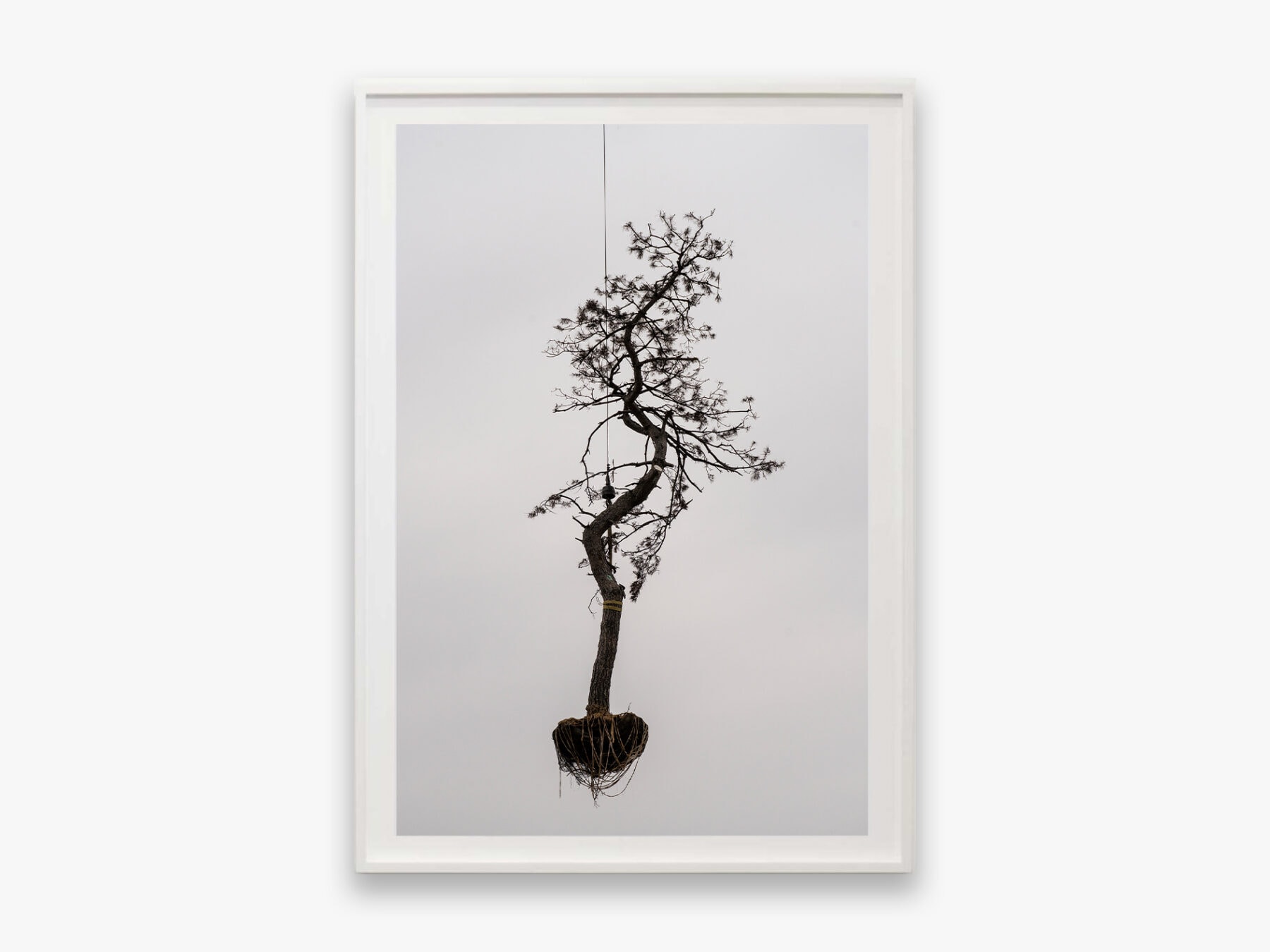 Zhang Kechun: Tree 10, Sky Garden | SOL . LDN